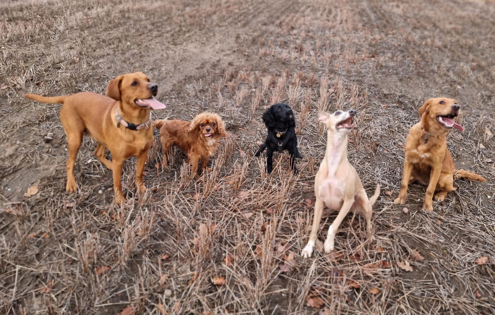 More Paws Pet Services | More Paws